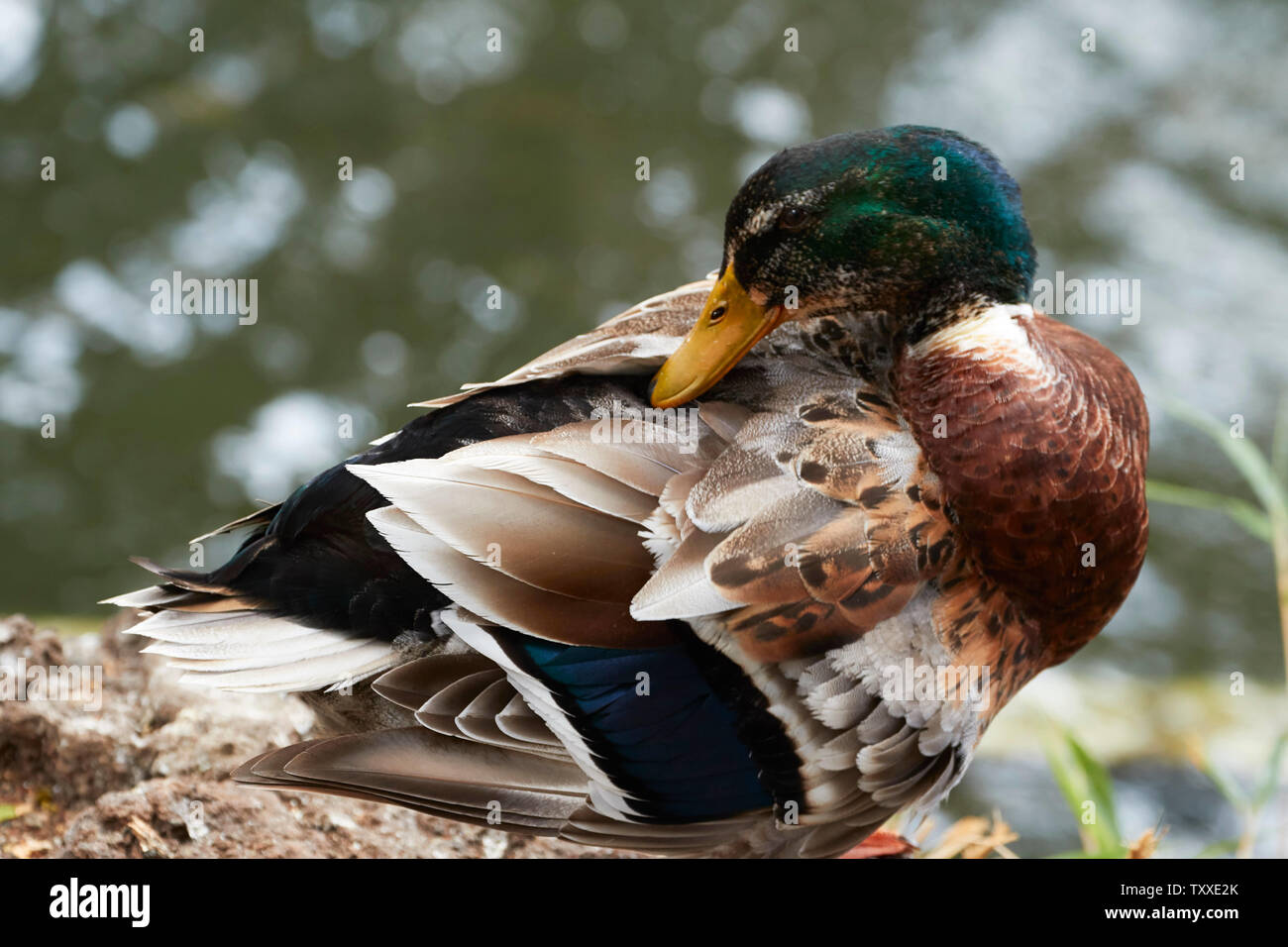 Dona amelia garden hi-res stock photography and images - Alamy