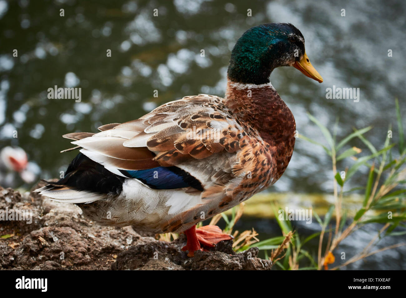 Dona Amelia Garden High Resolution Stock Photography and Images - Alamy