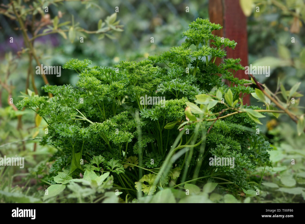 Fresh parsley grows in hi-res stock photography and images - Alamy