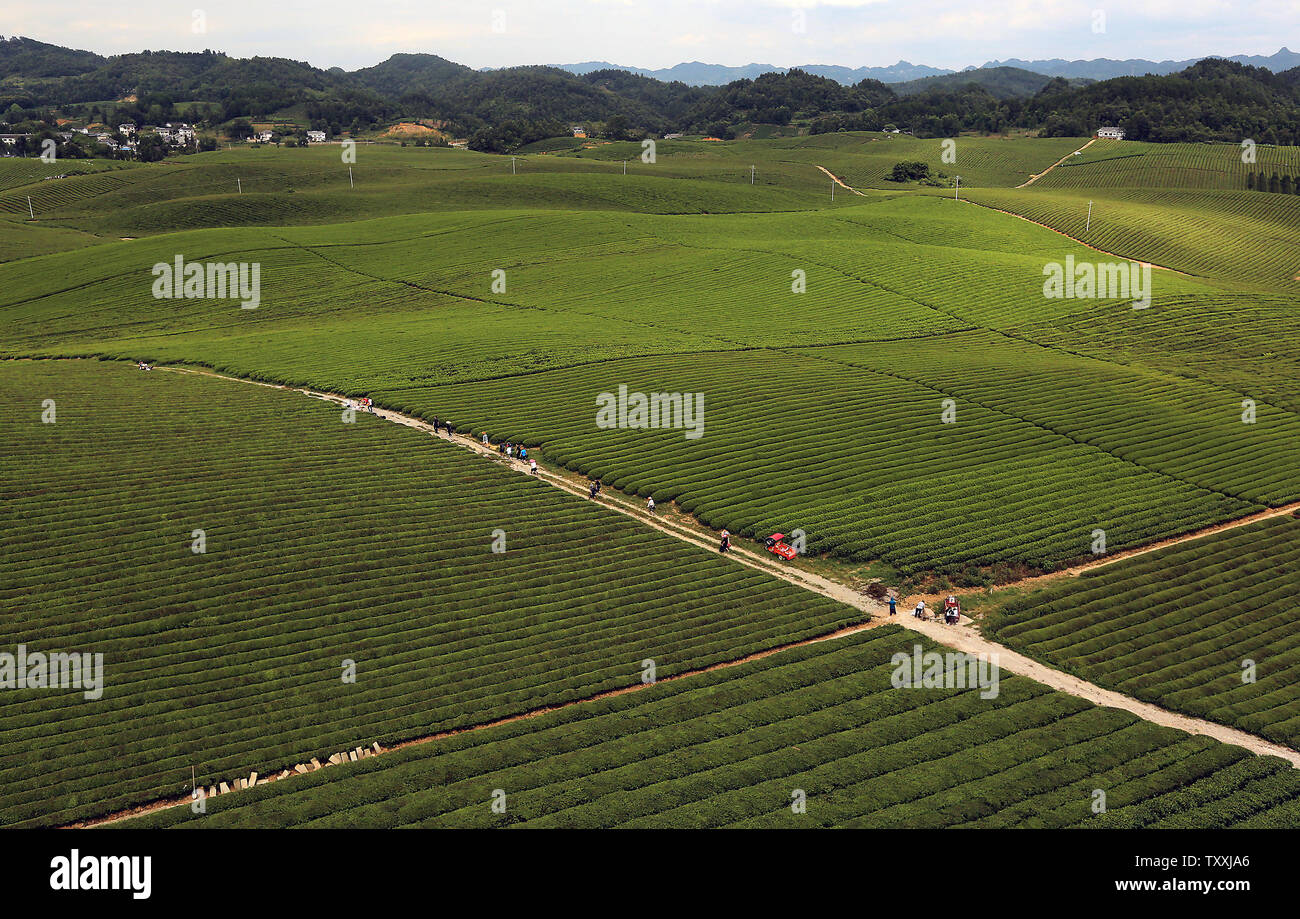 Chinese tourists and workers stay on paths cutting through the ...