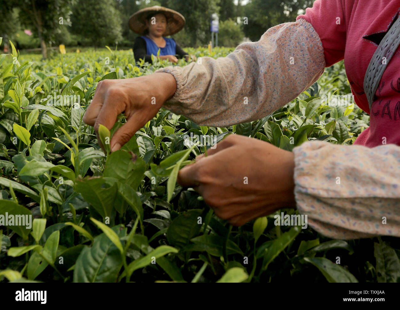 Chinese women pick young tea leaves on a tea plantation open to ...