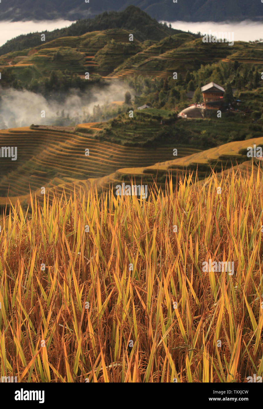 Sunrise lights up the famous Longji, or dragon's backbone, terraced ...