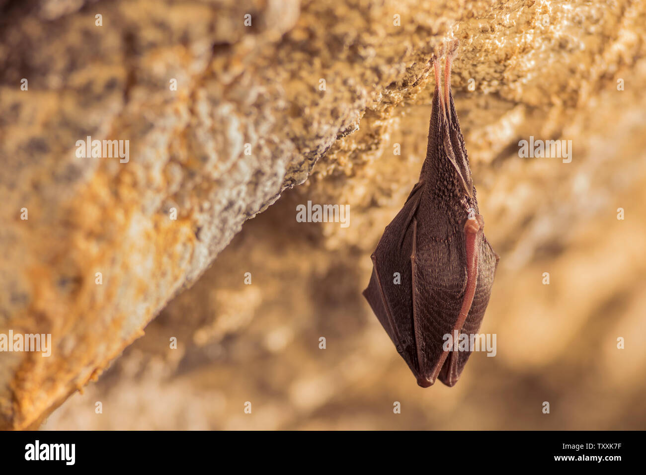 Close up small sleeping horseshoe bat covered by wings, hanging upside ...