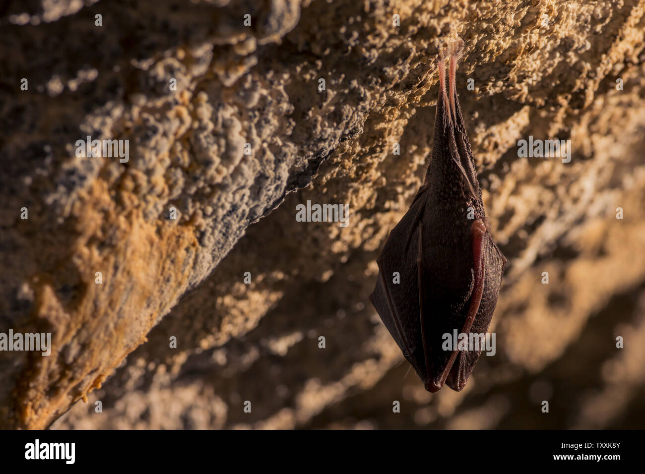 Close up small sleeping horseshoe bat covered by wings, hanging upside ...