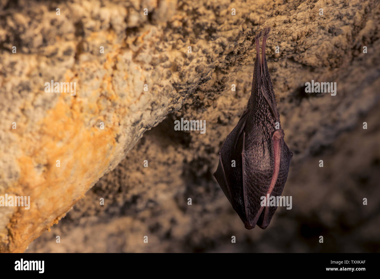 Close up small sleeping horseshoe bat covered by wings, hanging upside ...