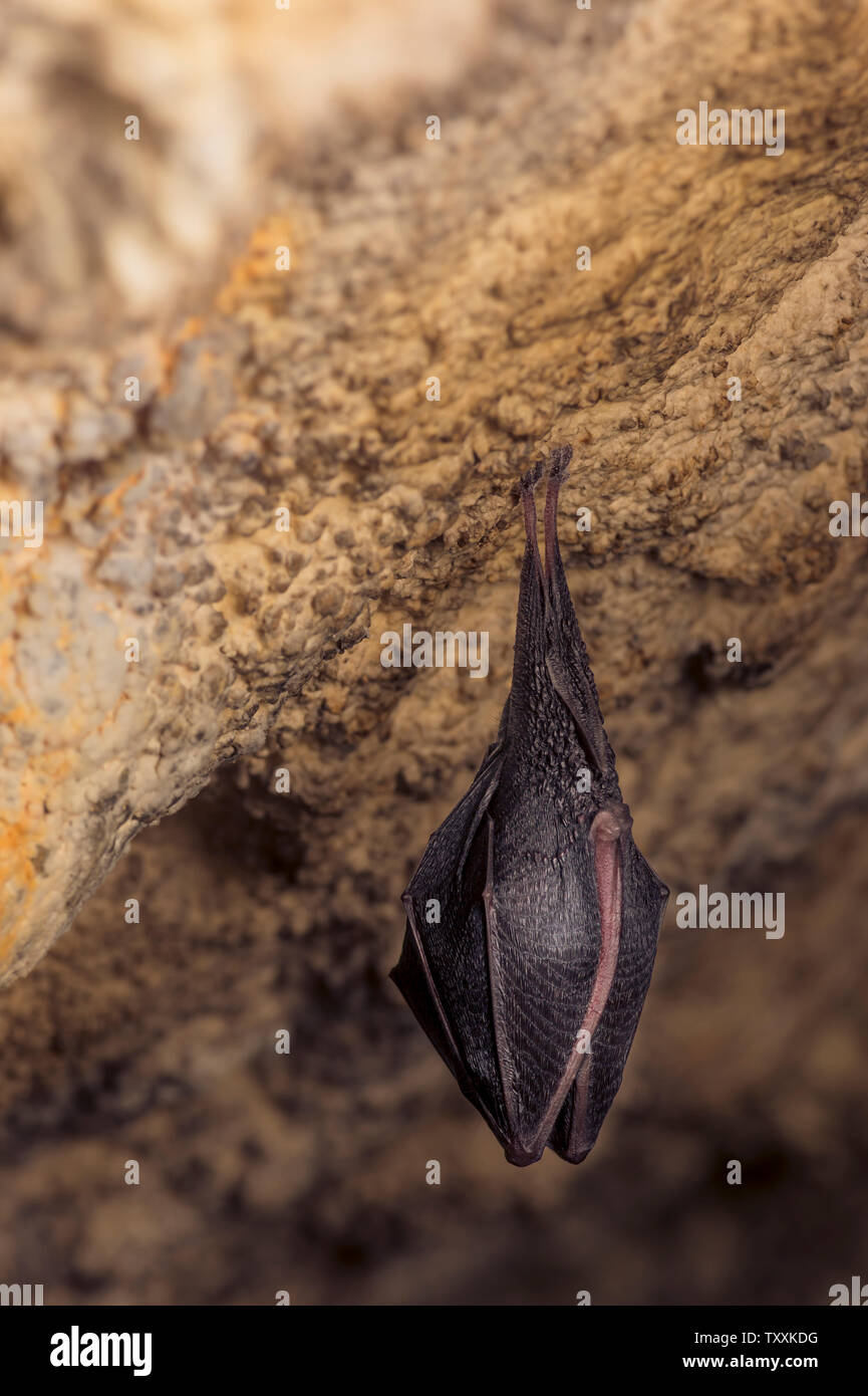 Close up small sleeping horseshoe bat covered by wings, hanging upside ...
