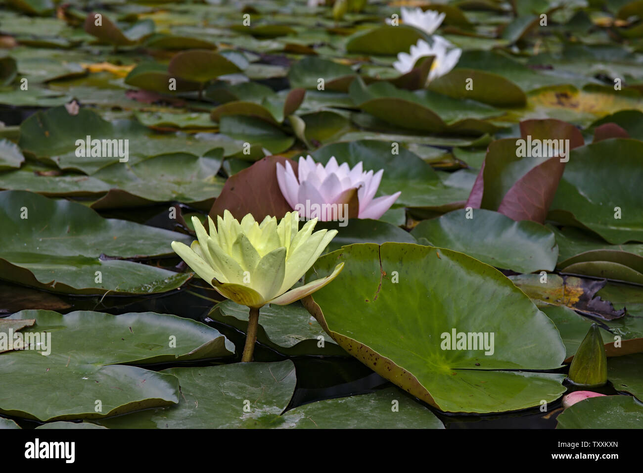 water-lilies Nymphaeaceae Stock Photo - Alamy