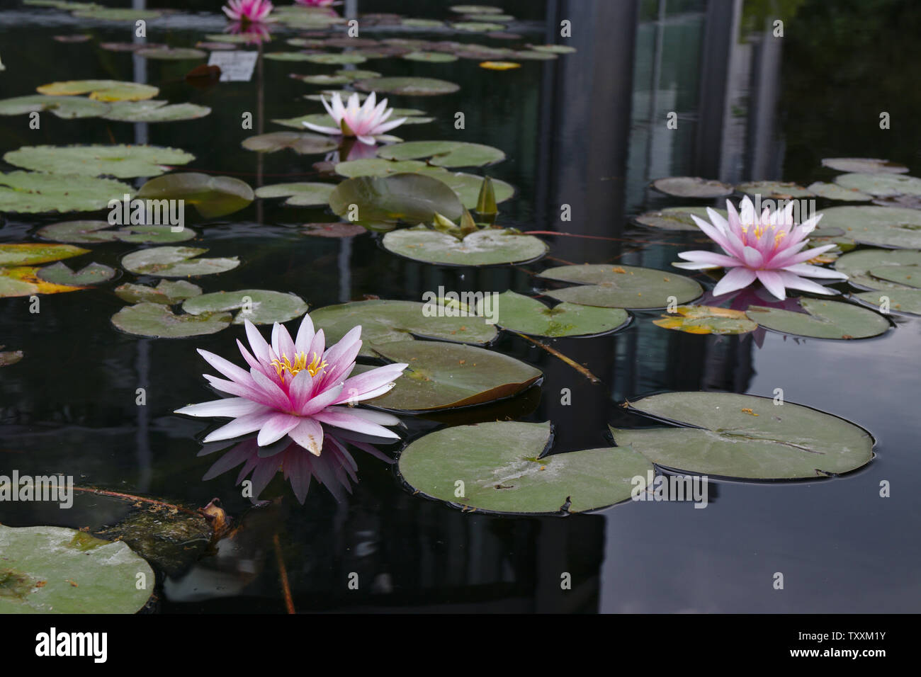 water-lilies Nymphaeaceae Stock Photo - Alamy