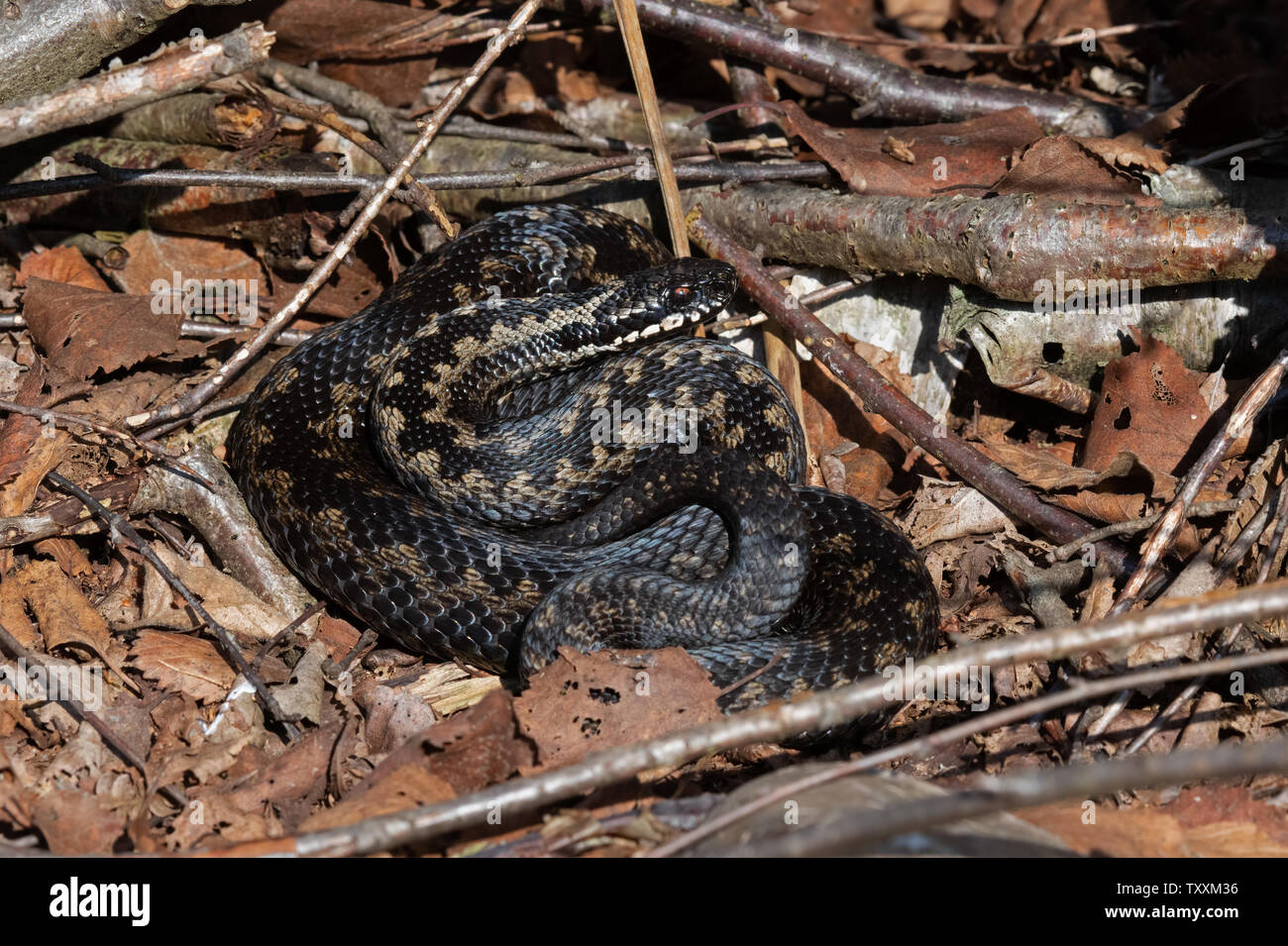 Common European Viper (Vipera berus Stock Photo - Alamy