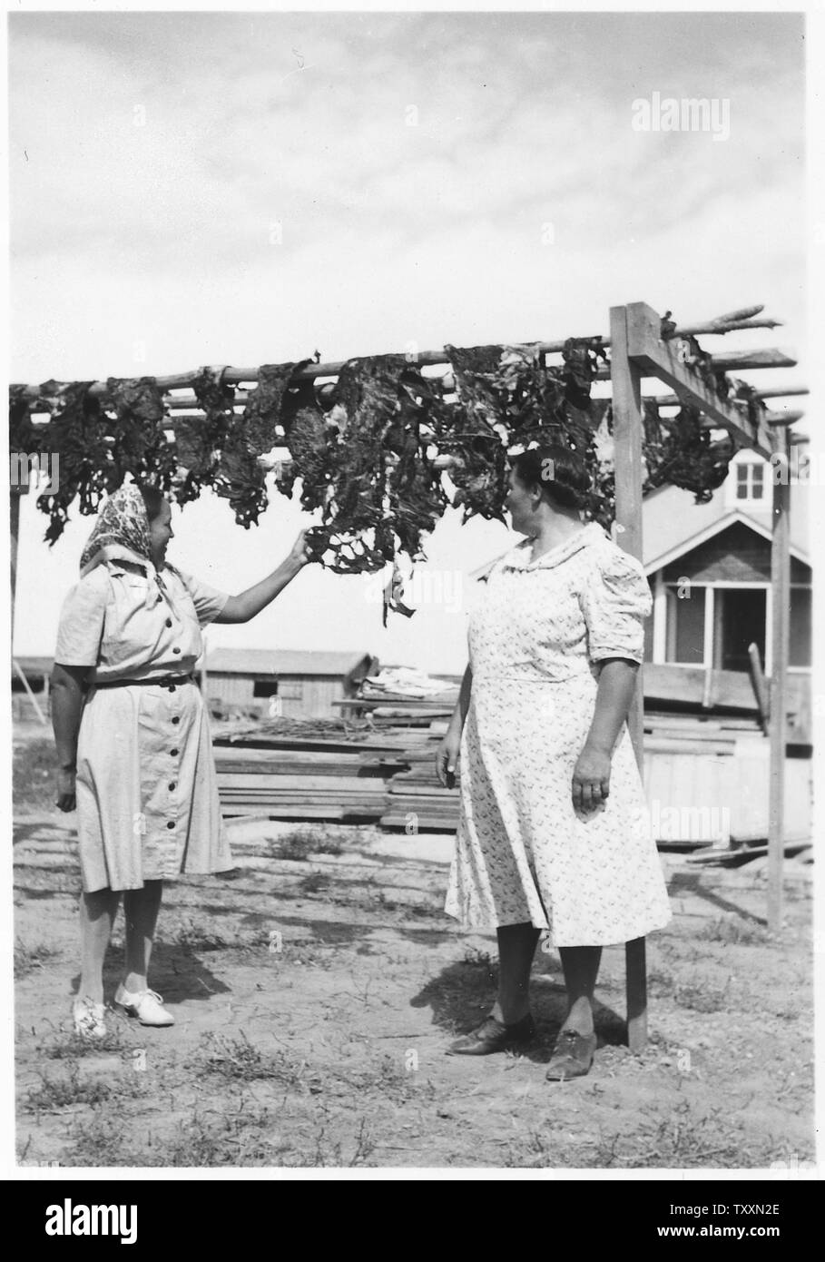 Skinning buffalo hi-res stock photography and images - Alamy