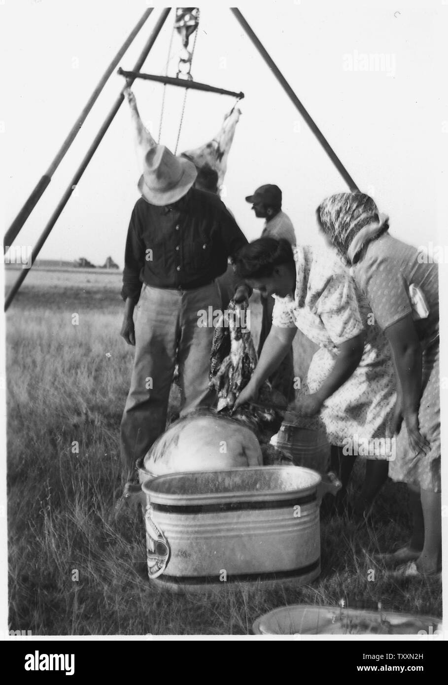 Skinning buffalo hi-res stock photography and images - Alamy