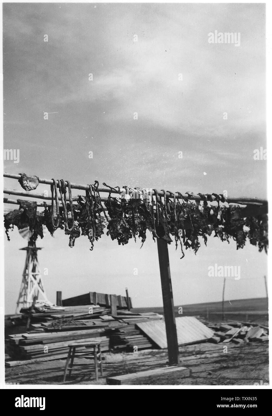 Butchering a buffalo; Scope and content: Skinning, hanging the carcass ...