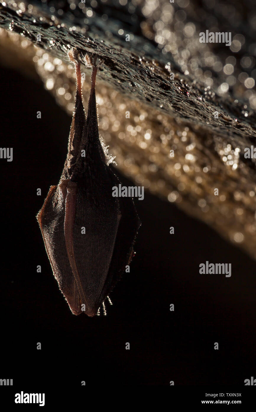 Close up small sleeping horseshoe bat covered by wings, hanging upside ...