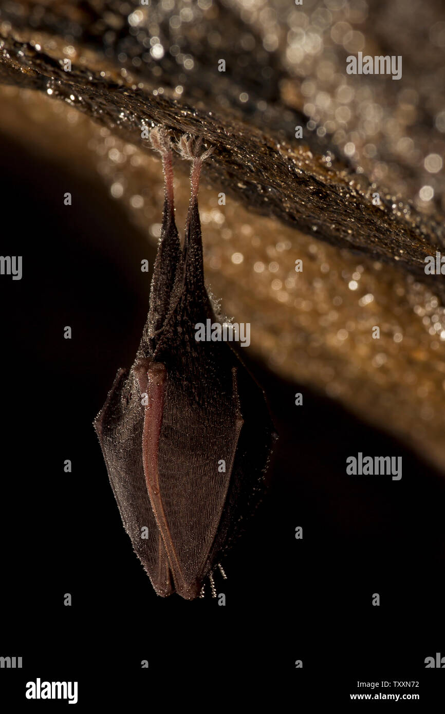 Close up small sleeping horseshoe bat covered by wings, hanging upside ...