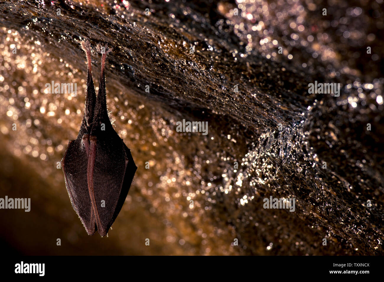 Close up small sleeping horseshoe bat covered by wings, hanging upside ...