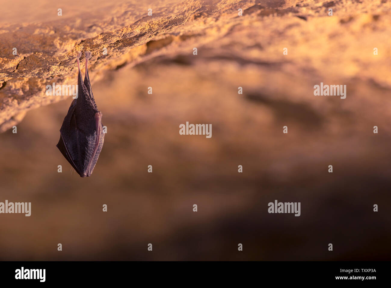 Close up small sleeping horseshoe bat covered by wings, hanging upside ...