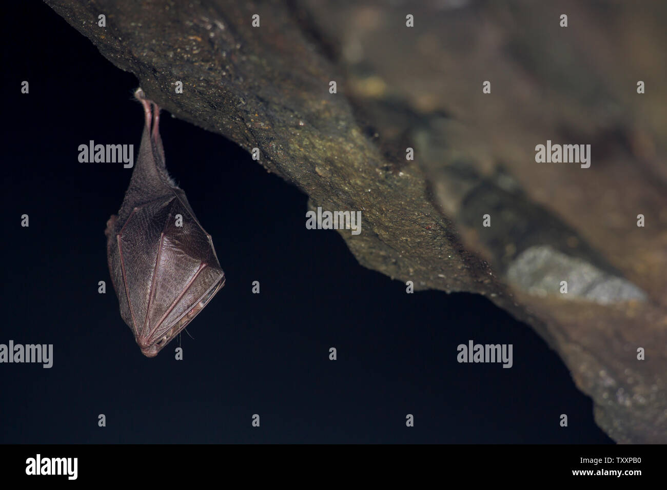 Close up small sleeping horseshoe bat covered by wings, hanging upside ...
