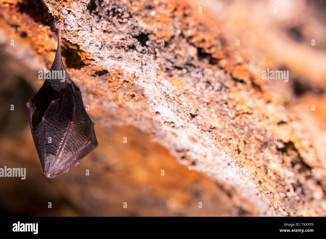 Close up small sleeping horseshoe bat covered by wings, hanging upside ...