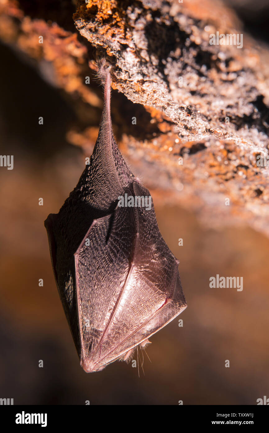 Close up small sleeping horseshoe bat covered by wings, hanging upside ...