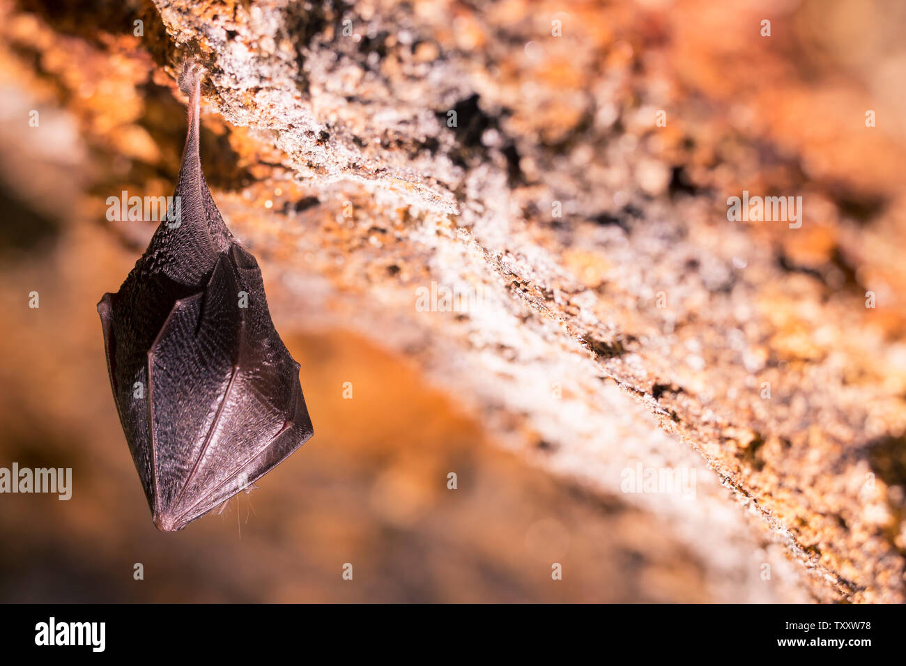Close up small sleeping horseshoe bat covered by wings, hanging upside ...