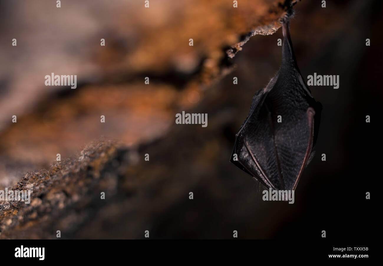 Close up small sleeping horseshoe bat covered by wings, hanging upside ...