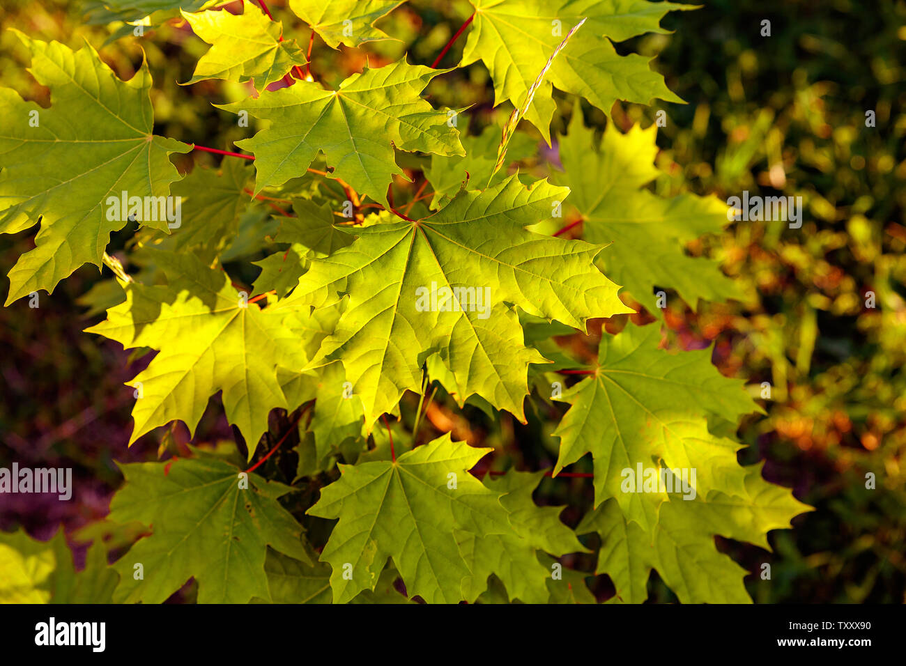 Marple branch hi-res stock photography and images - Alamy