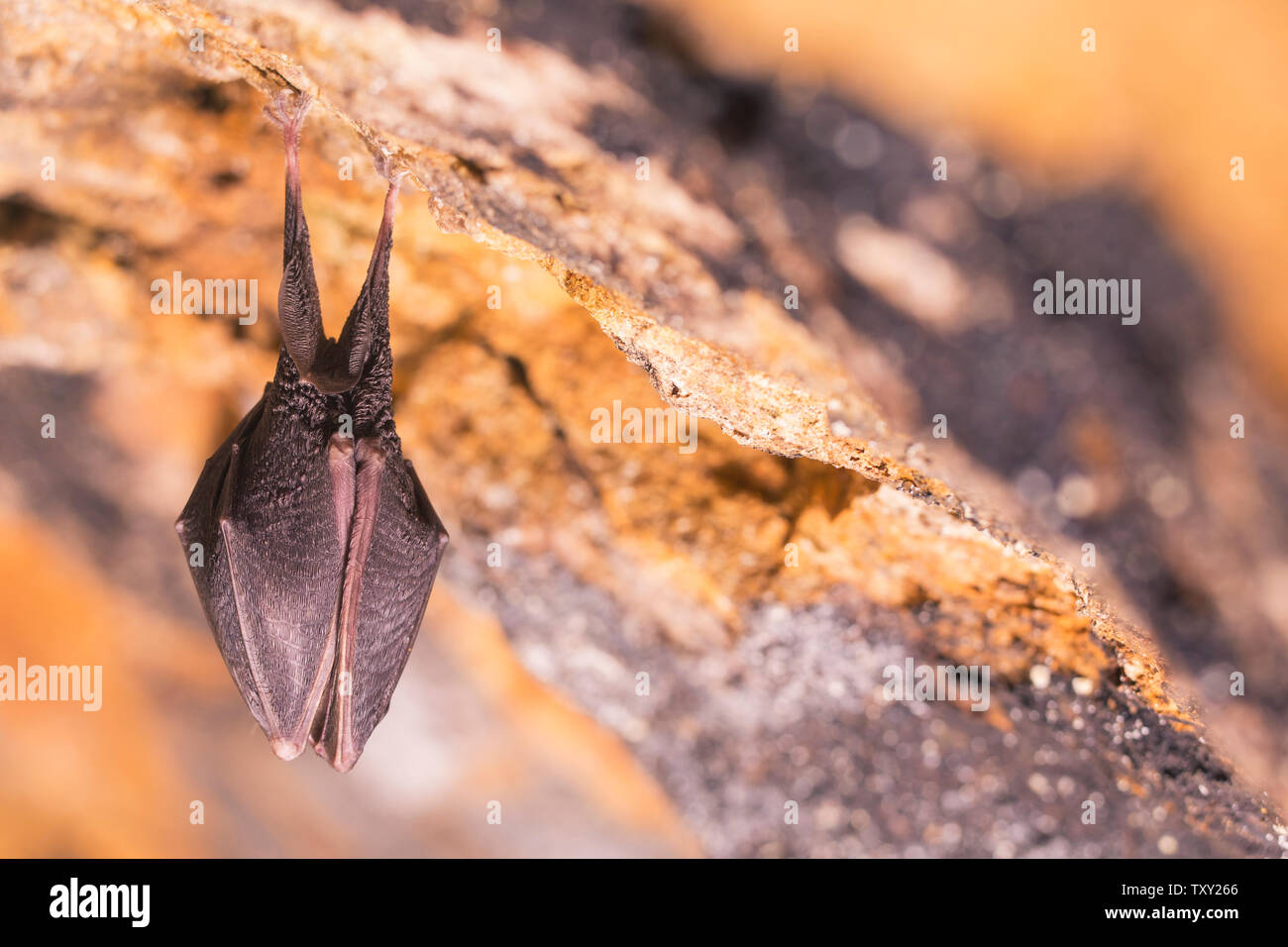 Close up small sleeping horseshoe bat covered by wings, hanging upside ...
