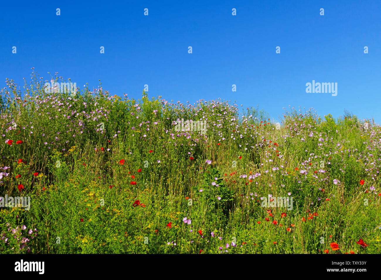 Blumenwiese himmel hi-res stock photography and images - Alamy