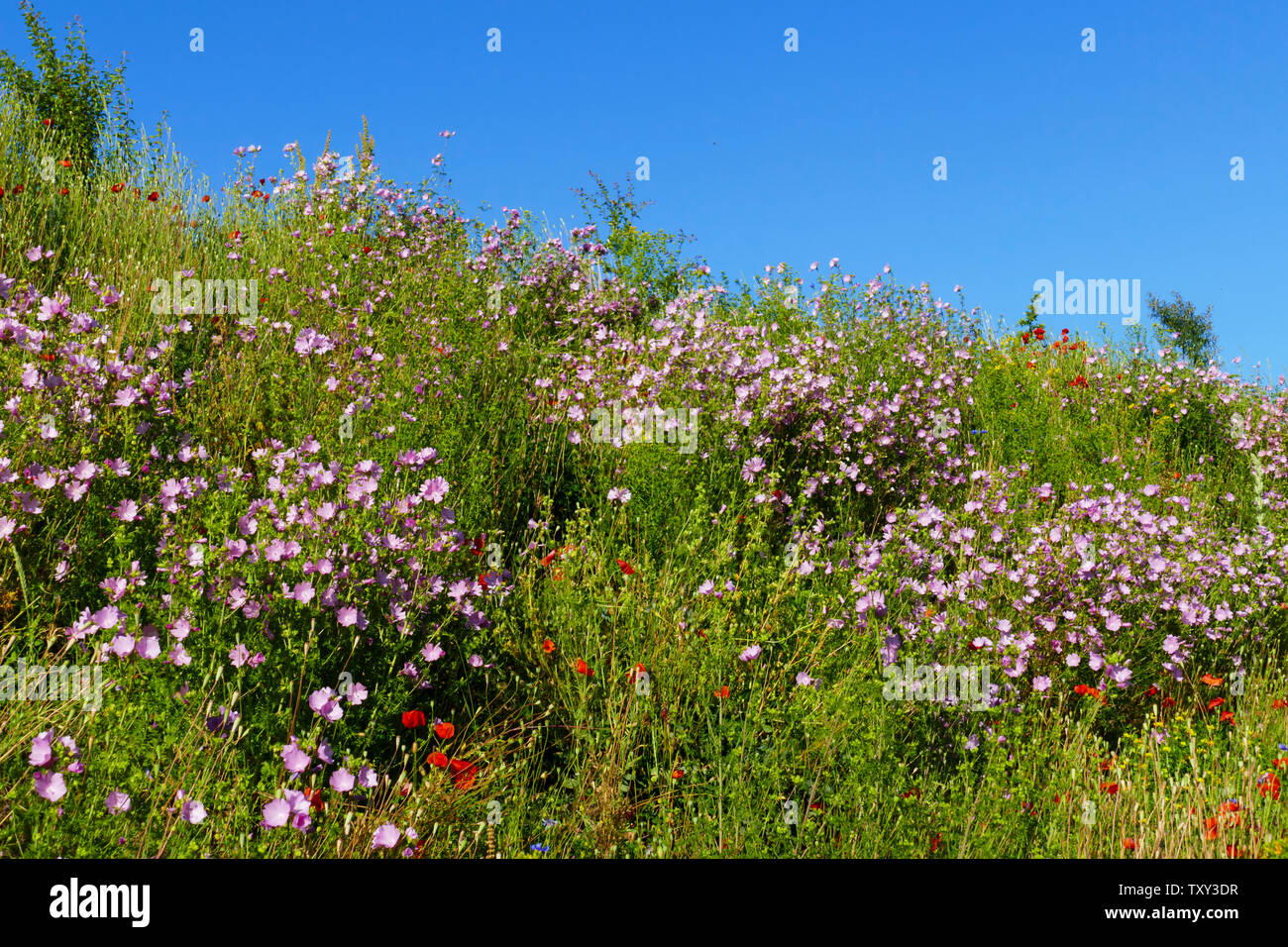 Wiese blumenwiese hi-res stock photography and images - Alamy