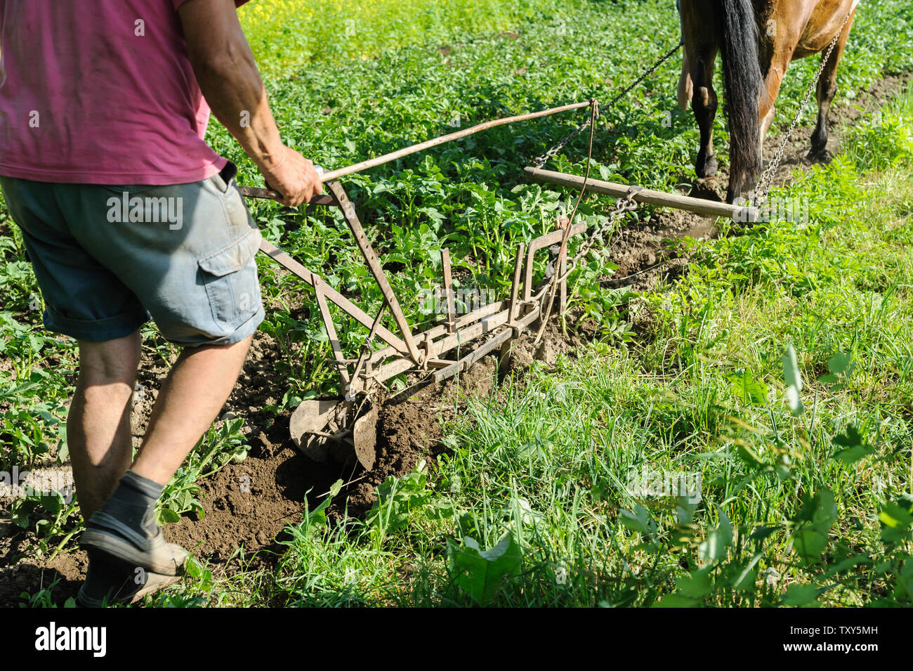 Farmer is plowing a land. He is using a plow and a horse to cultivate a ...