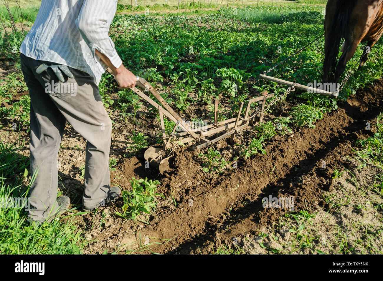 Farmer plowing a land. He is using a plow and a horse to cultivate a ...