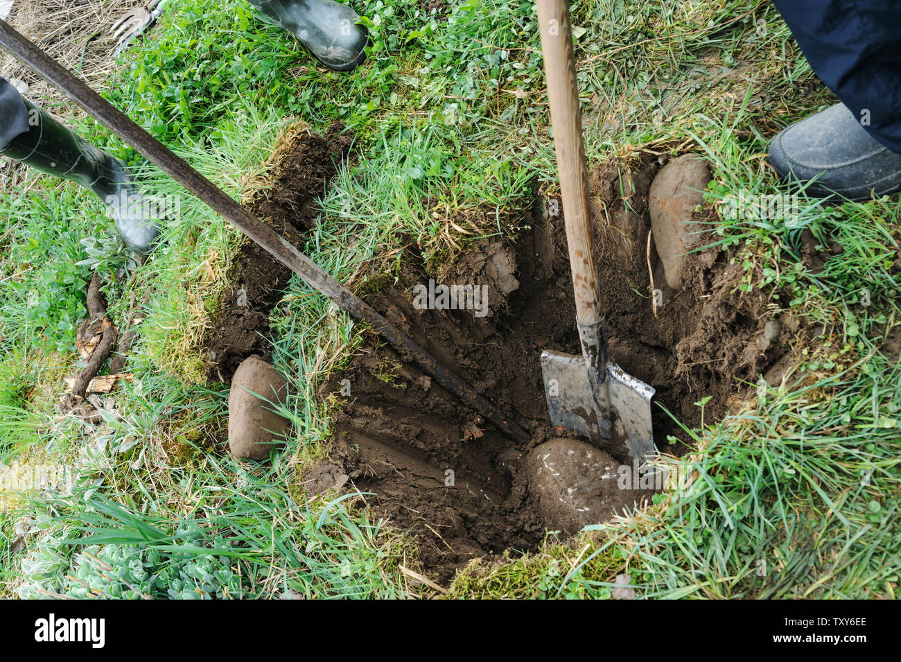 Men are digging a pit to plant a tree. He are pulling out stones Stock ...