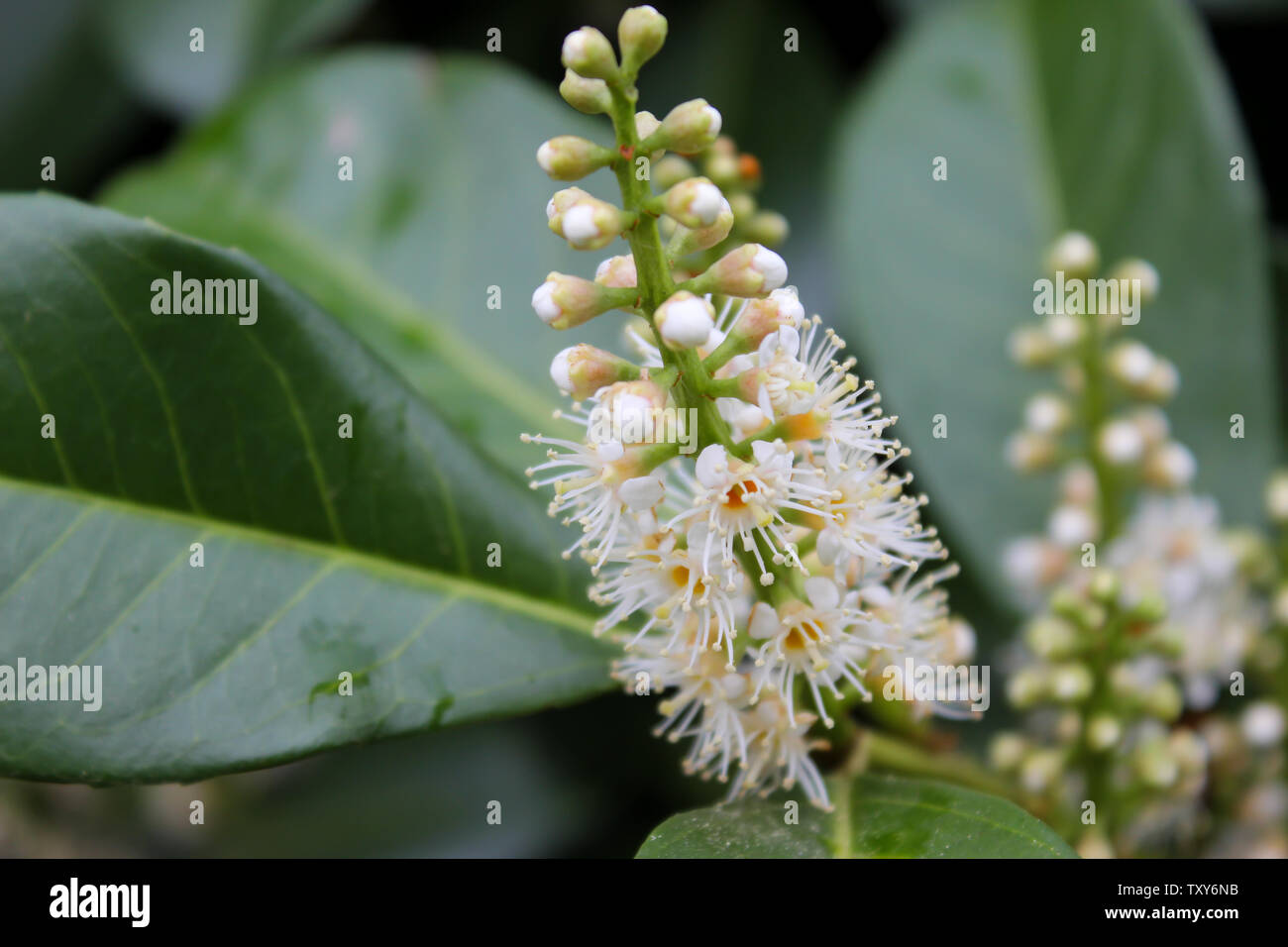 Prunus Shrub High Resolution Stock Photography and Images - Alamy