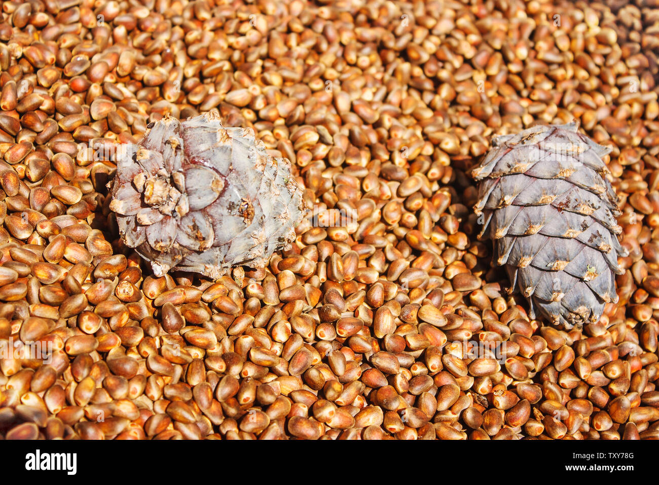 many unpeeled cedar nuts and two cones outdoor with sunlight Stock ...