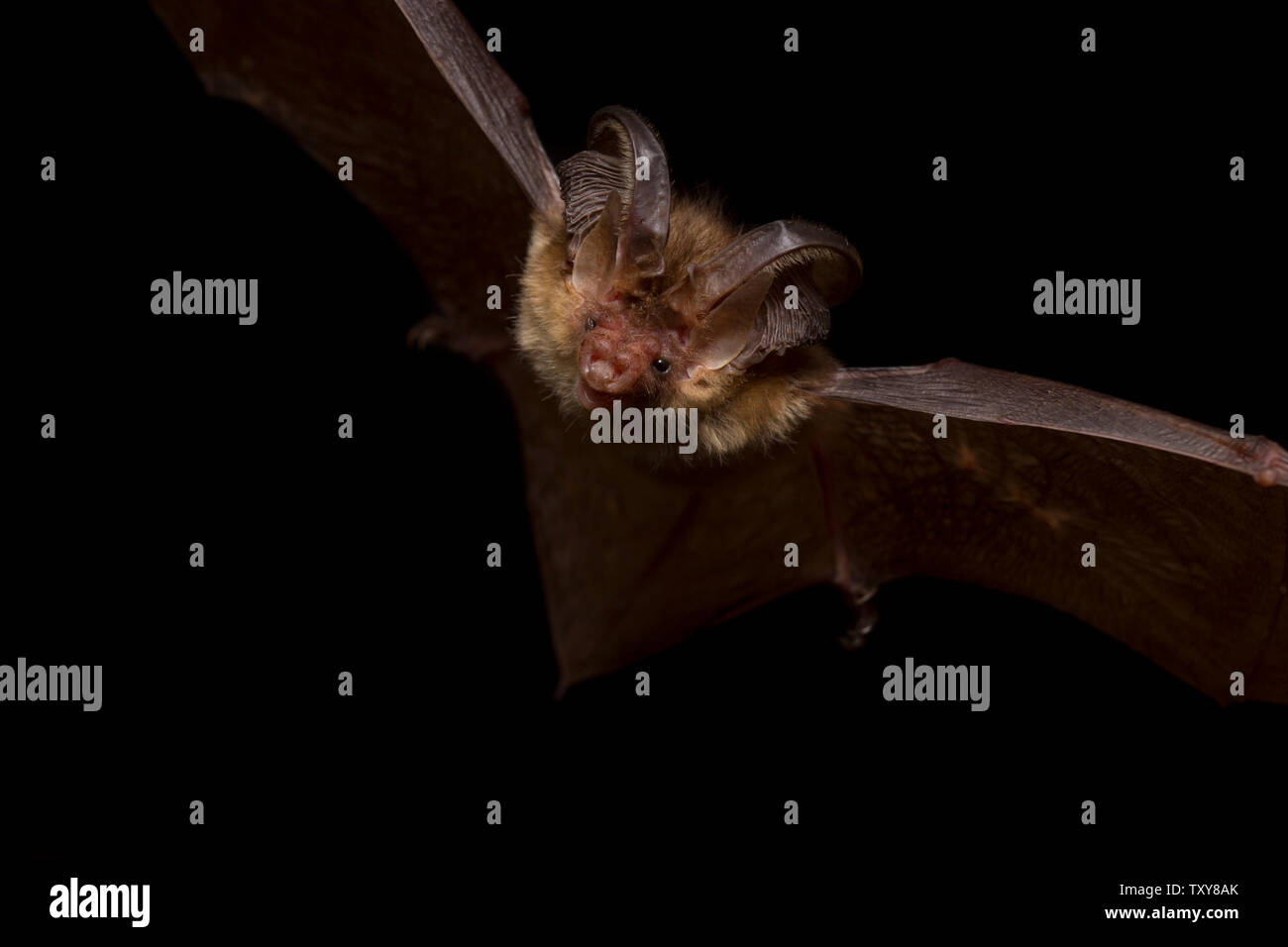 Bat hunting mouse hi-res stock photography and images - Alamy