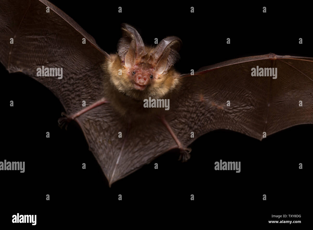 Bat hunting mouse hi-res stock photography and images - Alamy