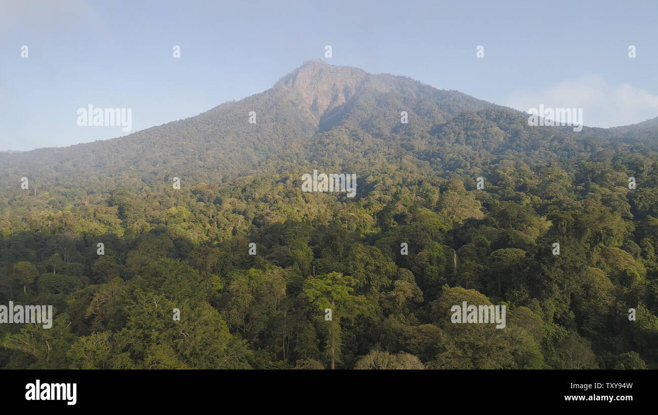 aerial view tropical forest with lush vegetation and mountains, java ...