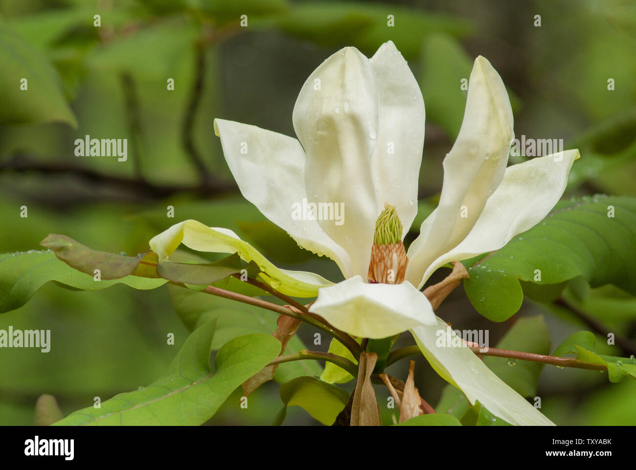 A beautiful single Fraser's magnolia bloom hanging on a tree with the ...