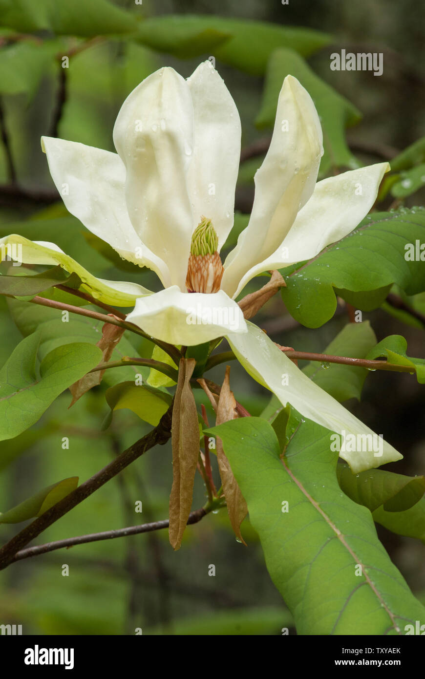 Magnolia grandiflora magnolias hi-res stock photography and images - Alamy