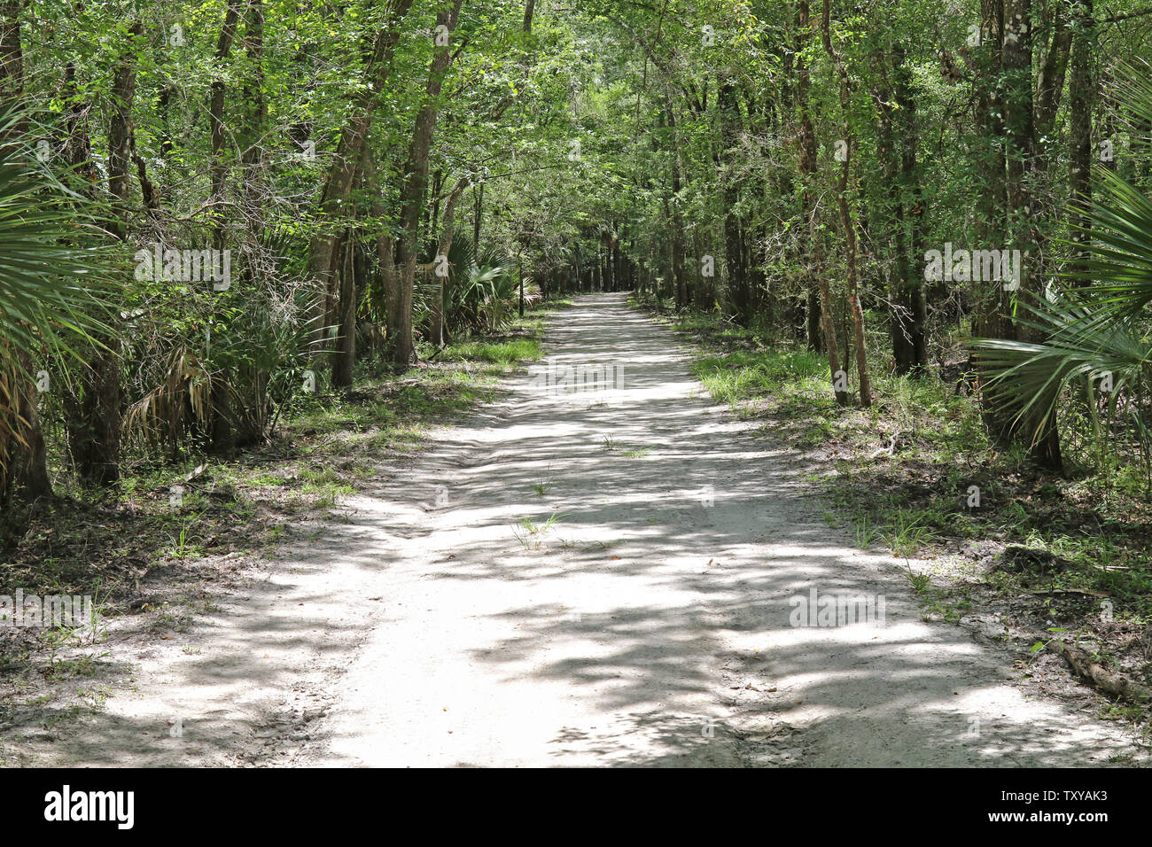 Sandy trail through Florida woodland Stock Photo - Alamy