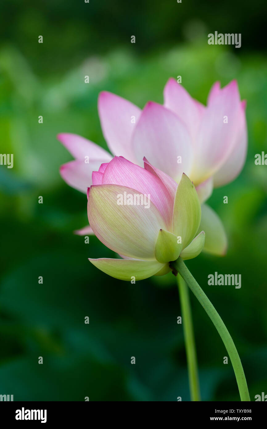 Lotus love the month of June at Kenilworth Aquatic Gardens in ...