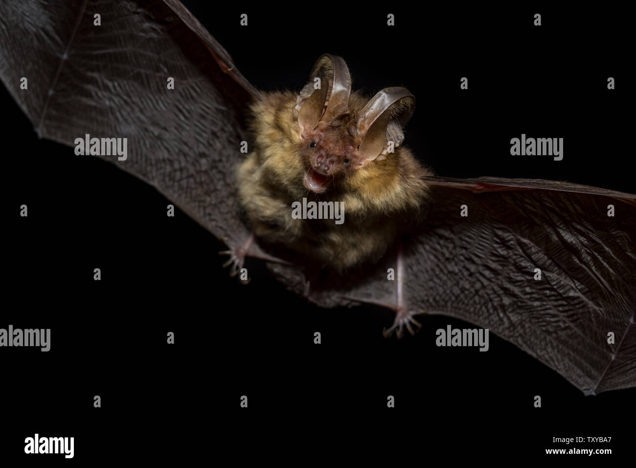 Bat wing butterfly hi-res stock photography and images - Alamy