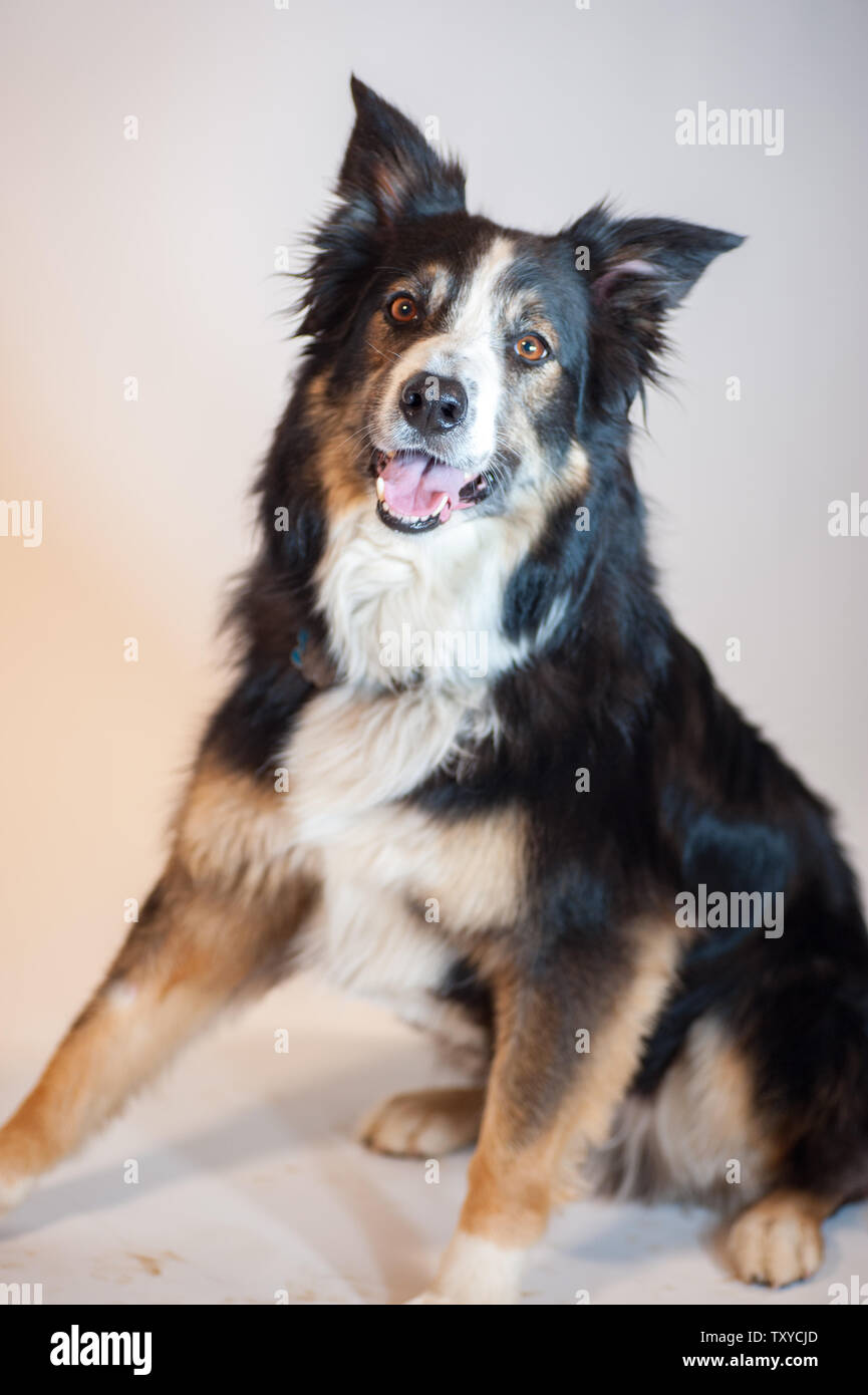 Border collie back hi-res stock photography and images - Alamy