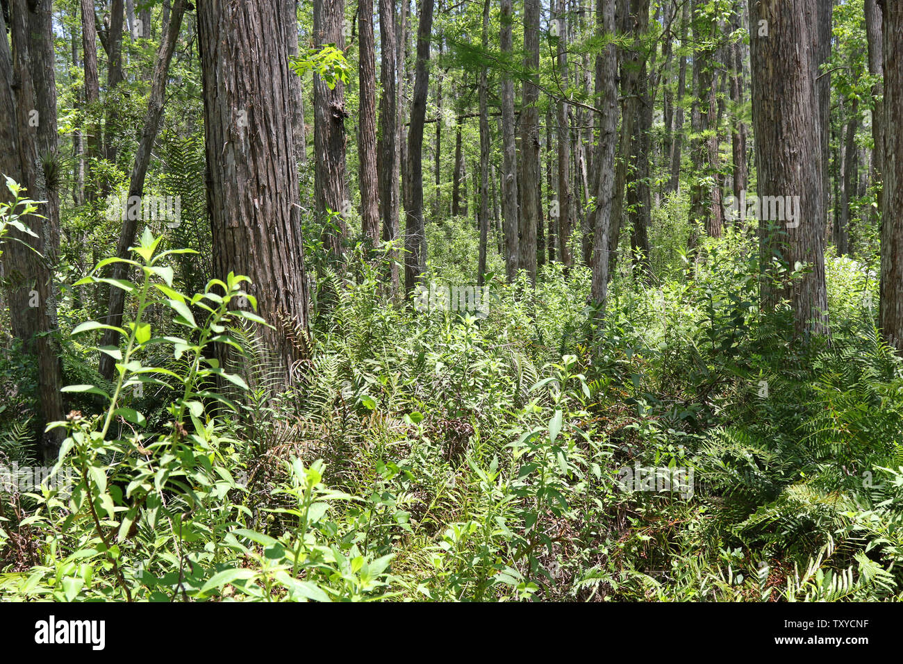 Florida swamp trees hi-res stock photography and images - Alamy