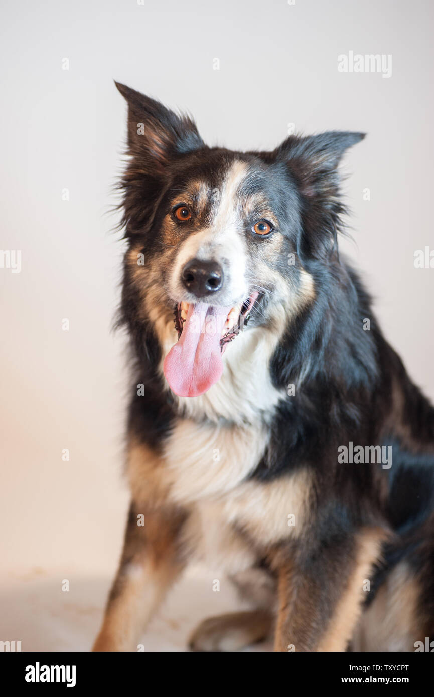 Adult border collie hi-res stock photography and images - Alamy