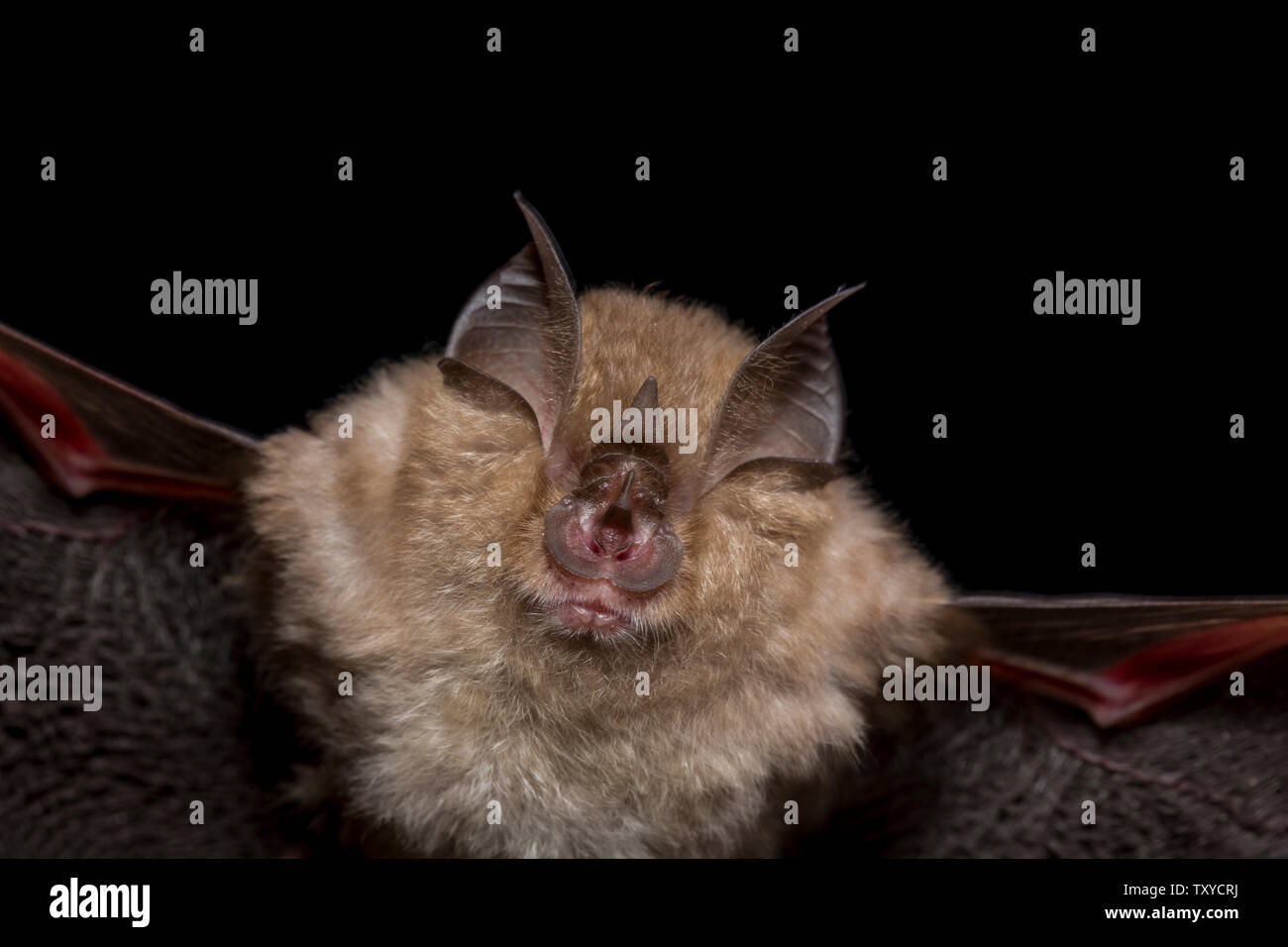 Close up flying small lesser horseshoe bat (Rhinolophus hipposideros ...