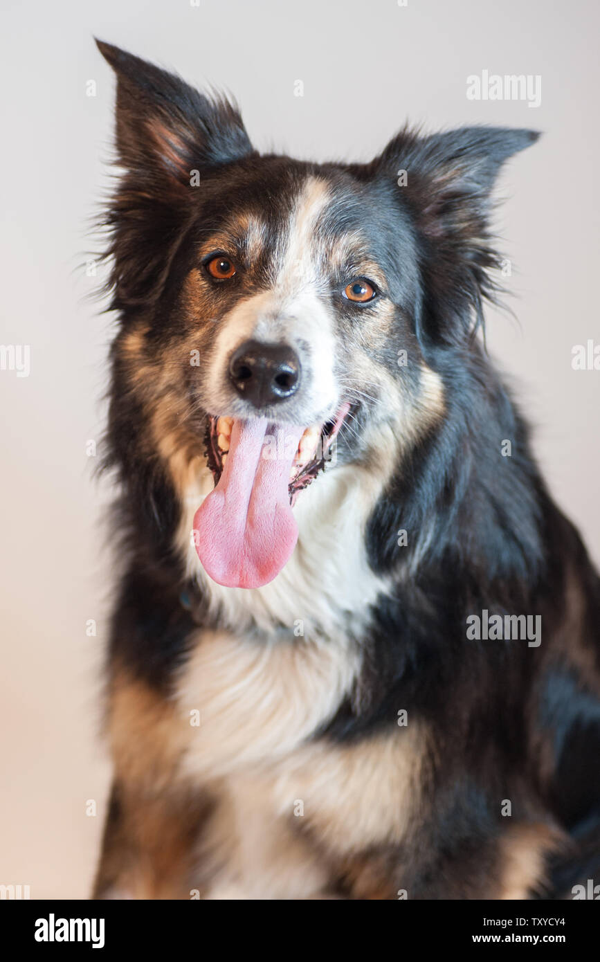 Border collie back hi-res stock photography and images - Alamy
