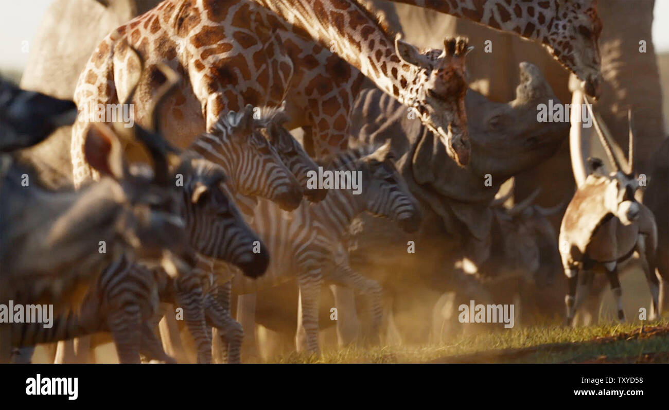 USA. A scene from the ©Walt Disney Studios new movie : The Lion King ...