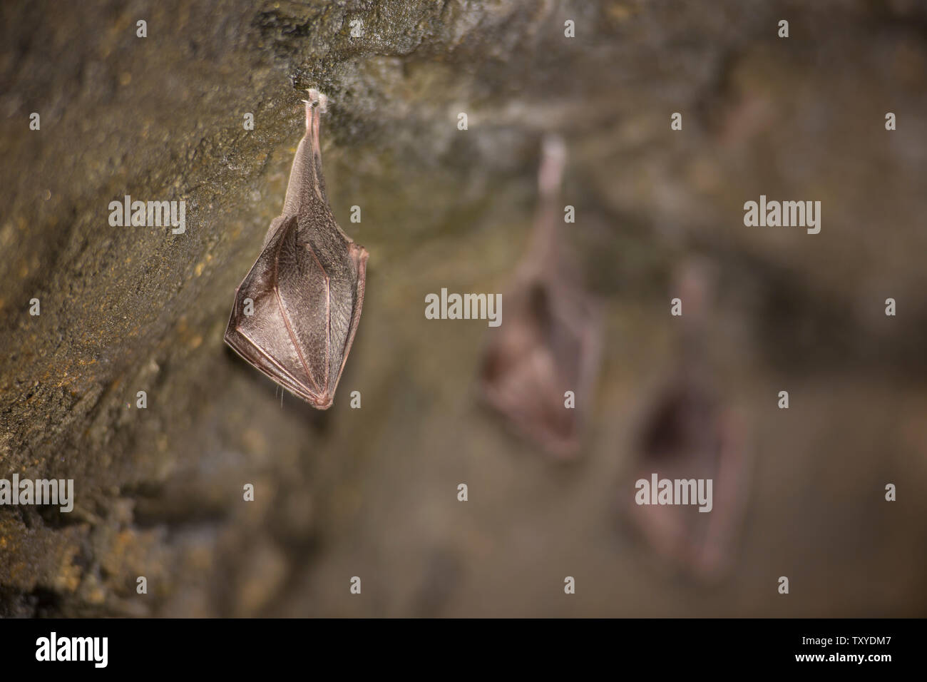 Close up group of small sleeping horseshoe bat covered by wings ...