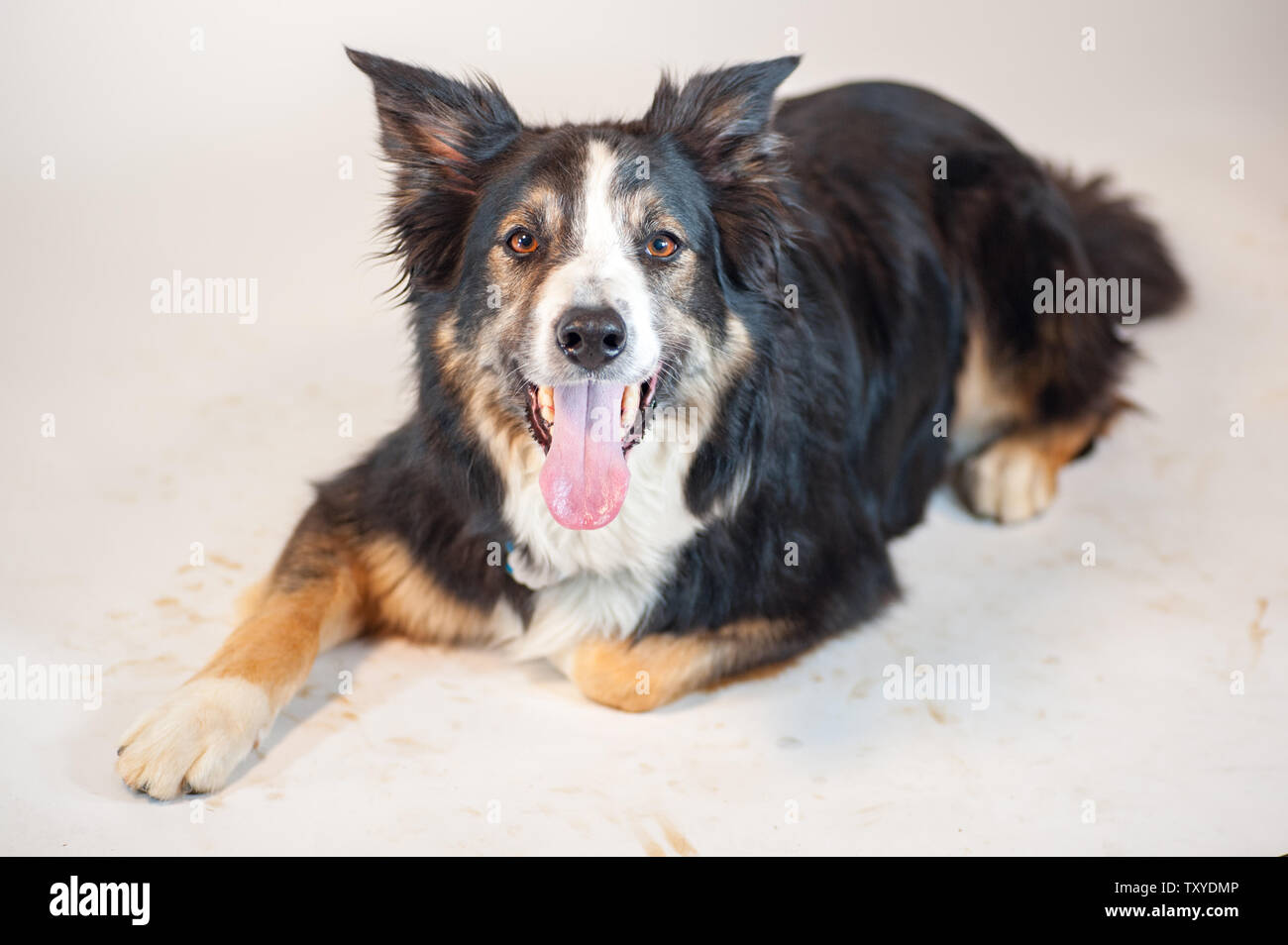 Border collie back hi-res stock photography and images - Alamy